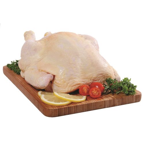 Pollo